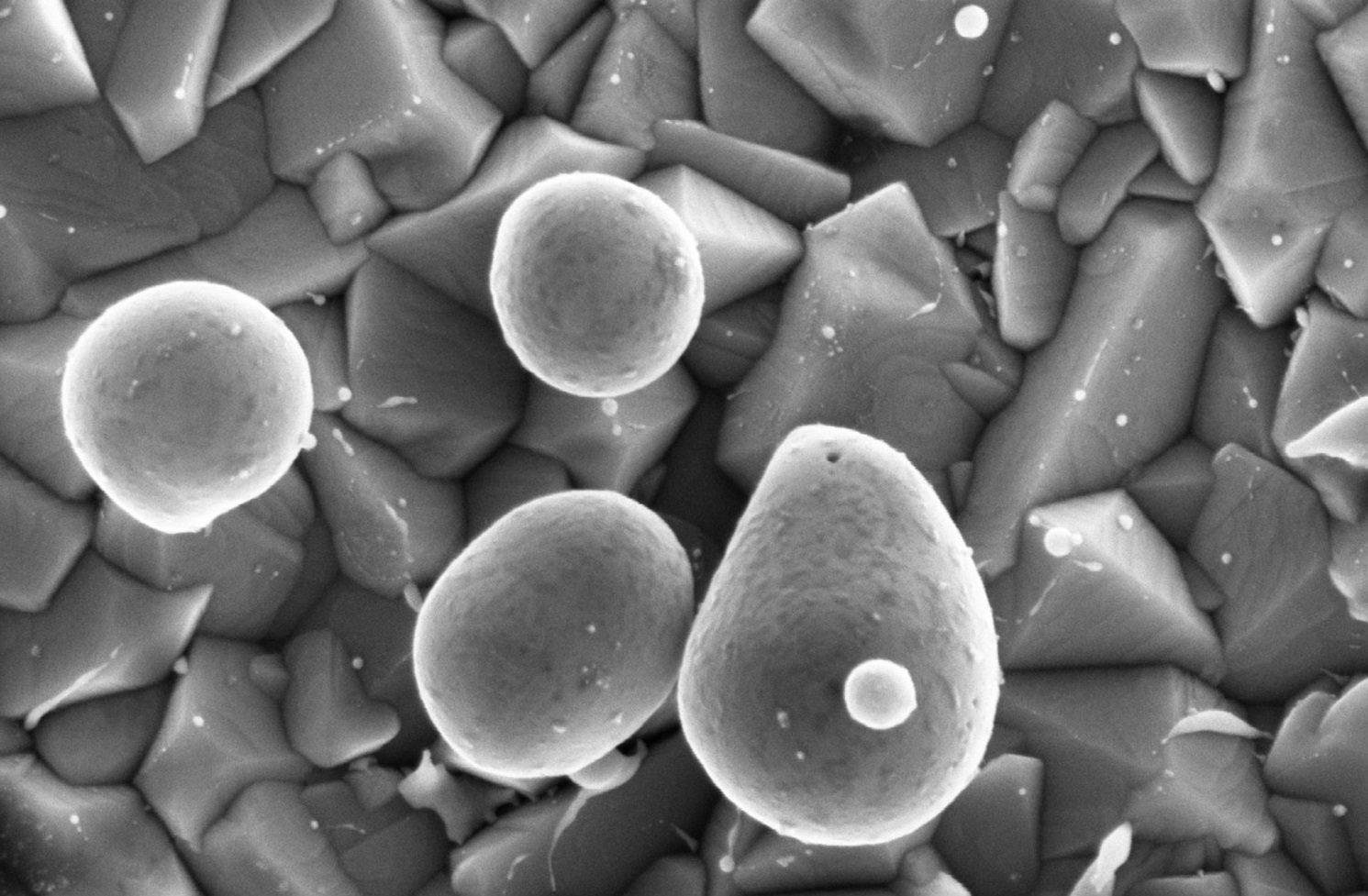 ZEISS Microscopy | Vignette[slug]