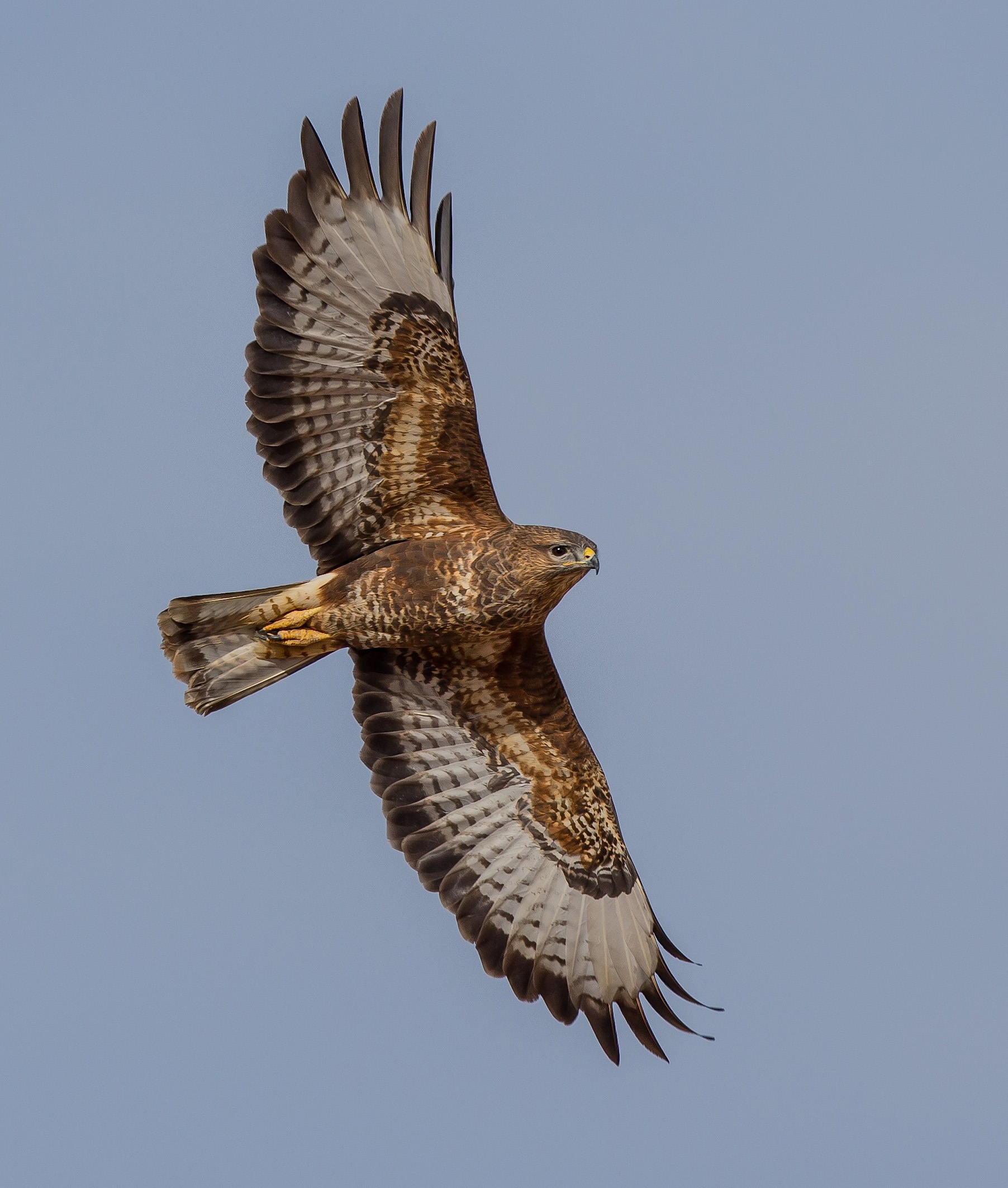 greifvögel Archives - Naturbeobachtung