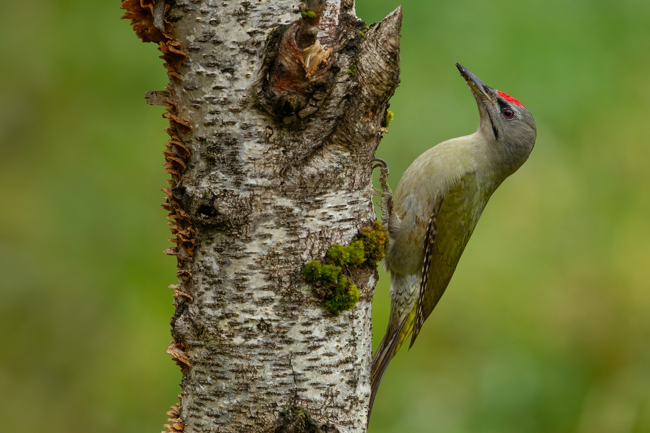 So unterscheiden Sie Grünspecht und Grauspecht - Naturbeobachtung