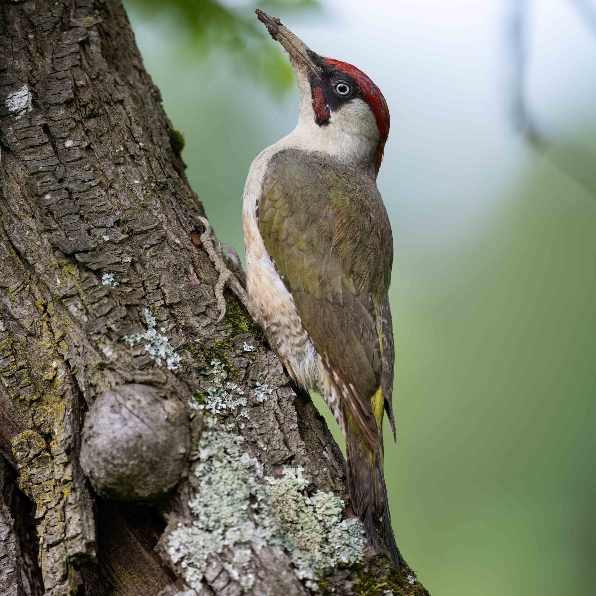 So unterscheiden Sie Grünspecht und Grauspecht - Naturbeobachtung