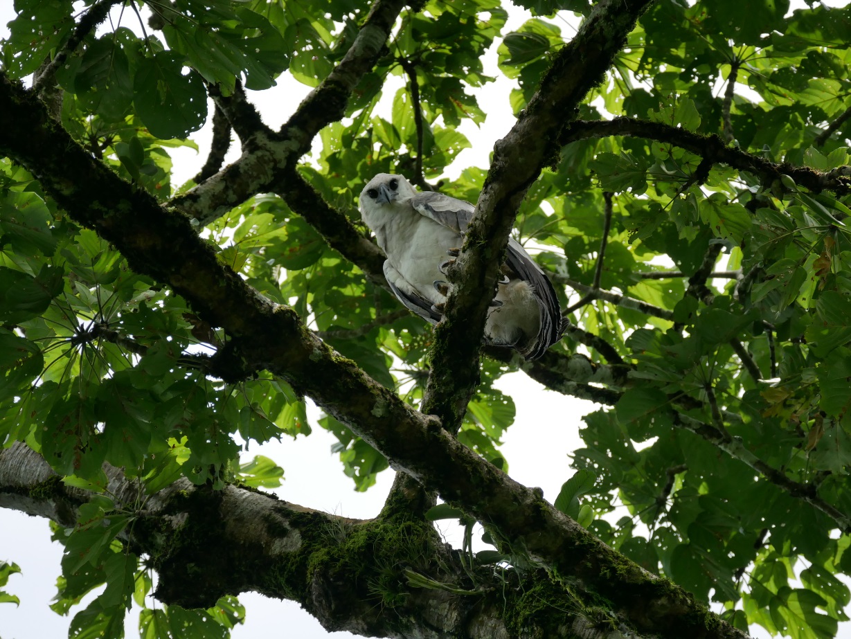 Bird of Extremes: The Harpy Eagle - Nature Observation