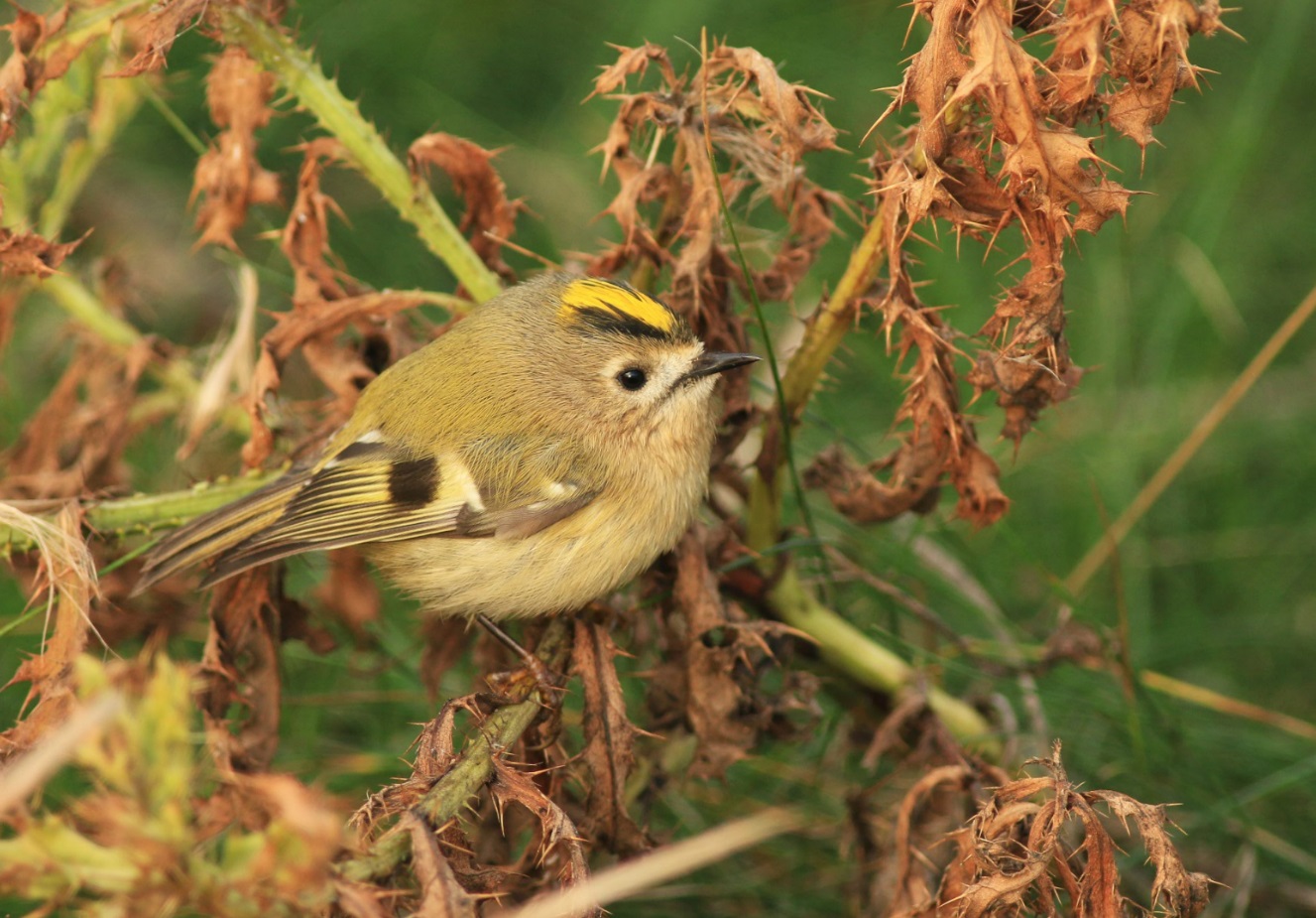 The Dark Art Of Vismigging – Part One - Nature Observation