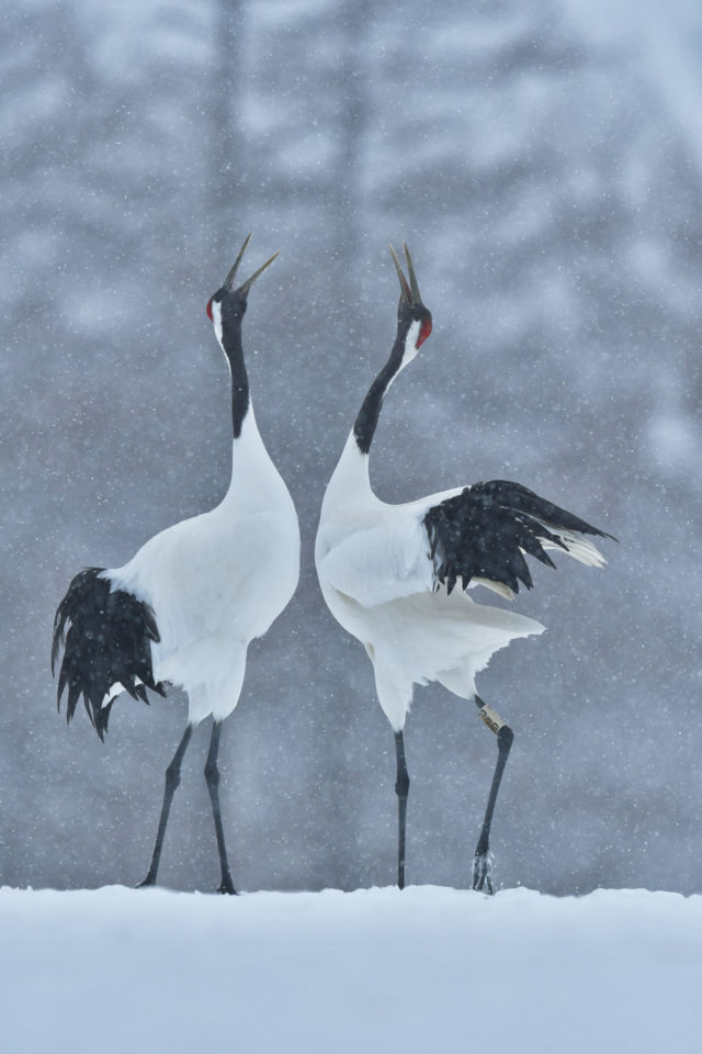 The Birds of Hokkaido - ZEISS Nature Observation