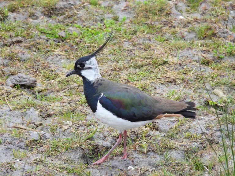 Grassland birds - Nature Observation