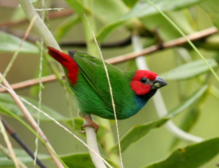 Birdwatching in Fiji - Nature Observation