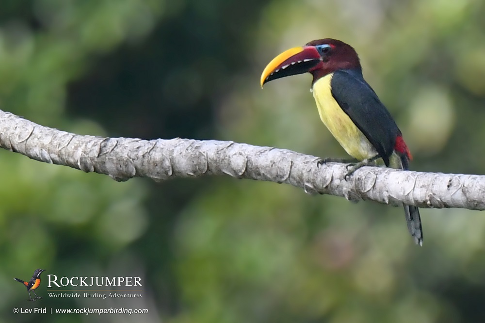Birding Destination: Guyana - Nature Observation