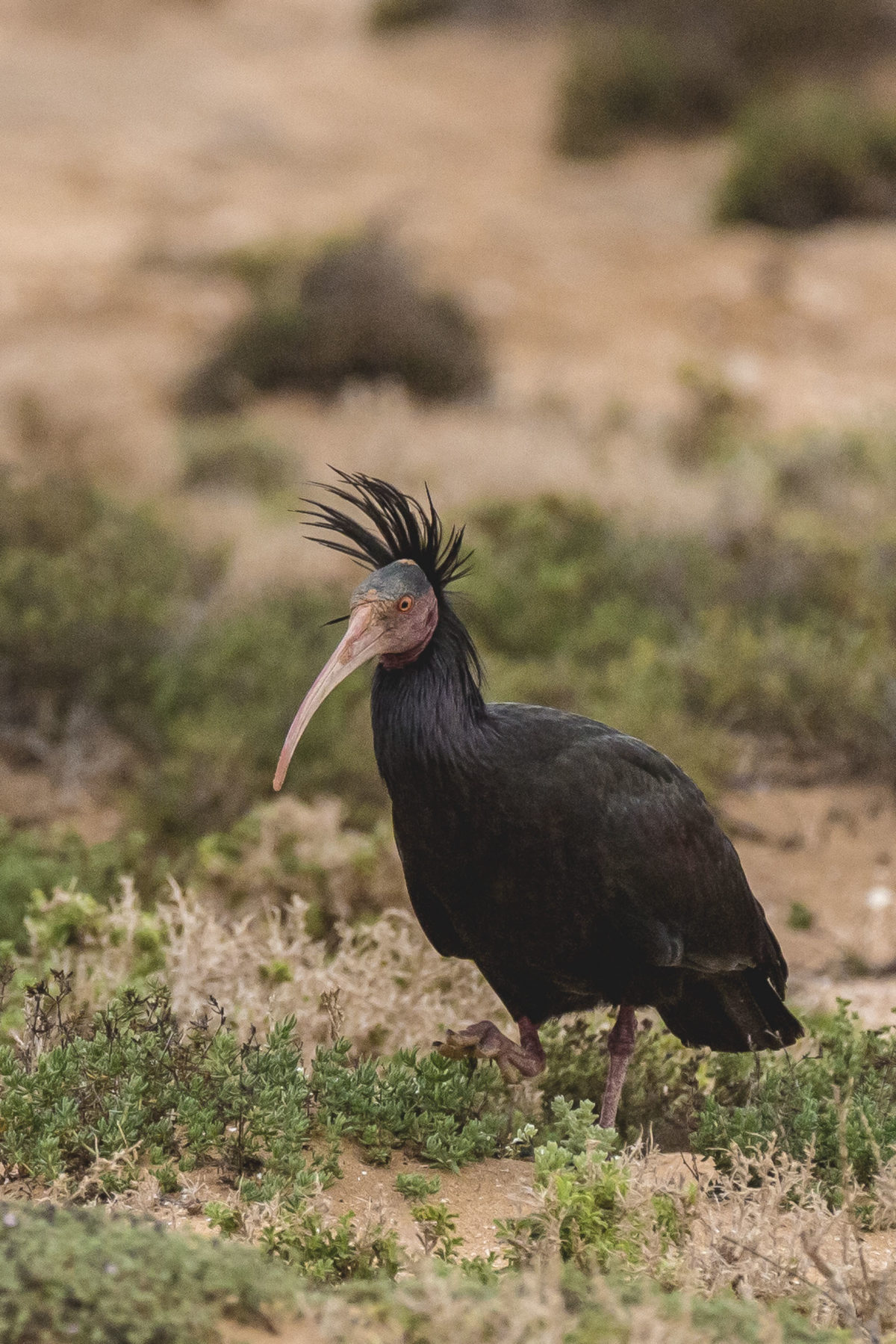 The Northern Bald Ibis - Nature Observation