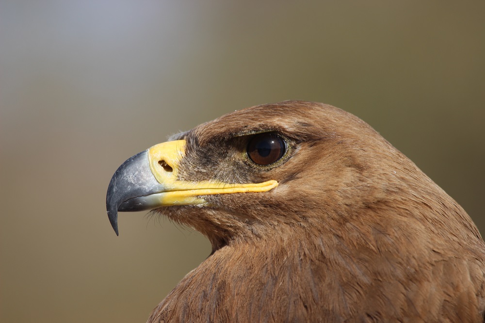 Raptor Spectacle in Eilat - Nature Observation
