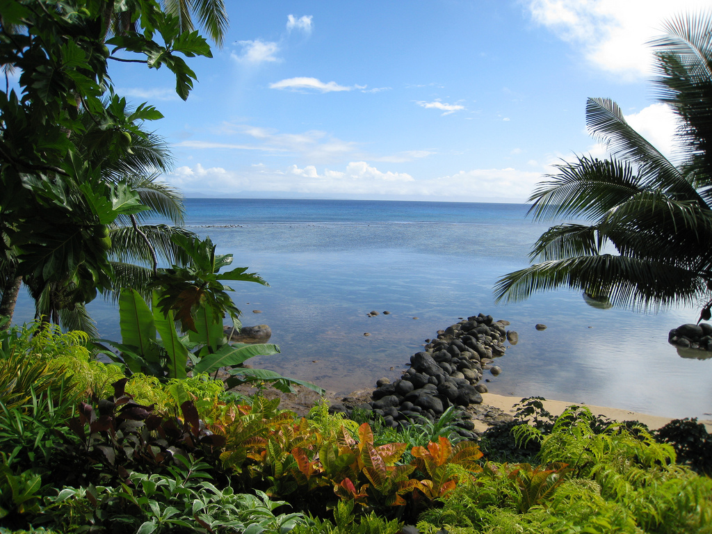 Birdwatching in Fiji - Nature Observation