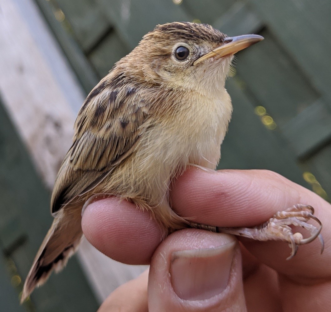 The breeding success of Fan-tailed Warbler in Alderney - Nature Observation