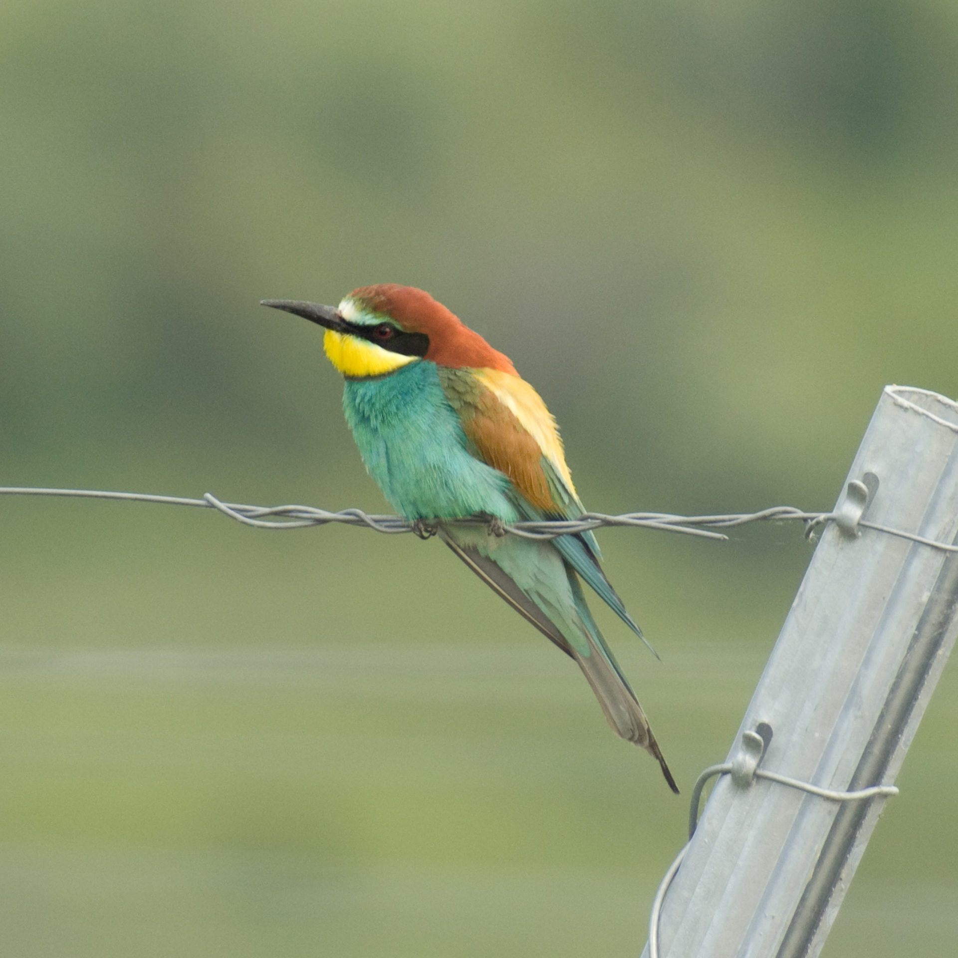 The first bird race ever - Nature Observation