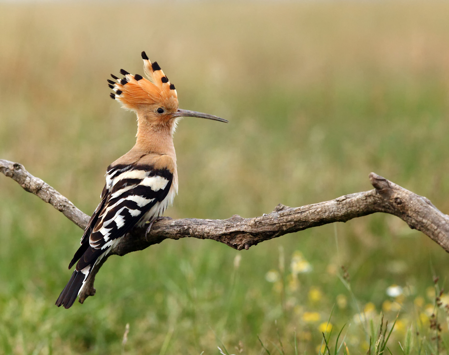 The first bird race ever - Nature Observation