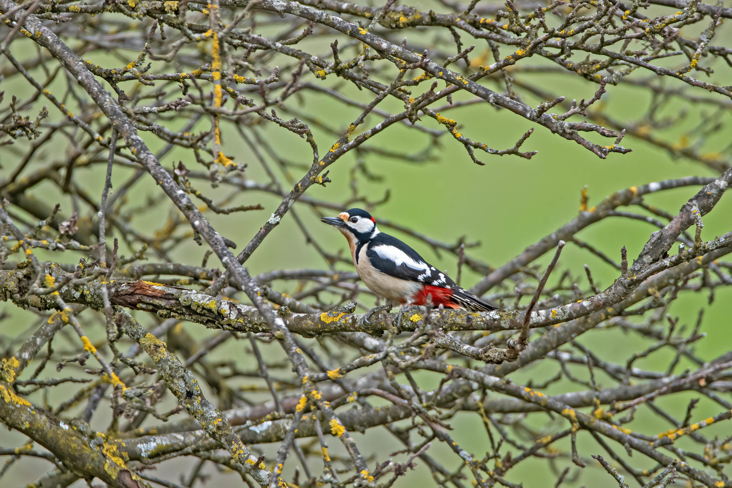 The first bird race ever - Nature Observation