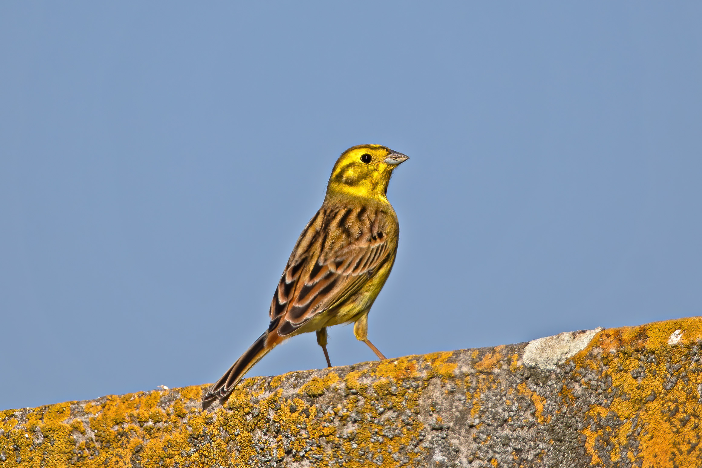The first bird race ever - Nature Observation