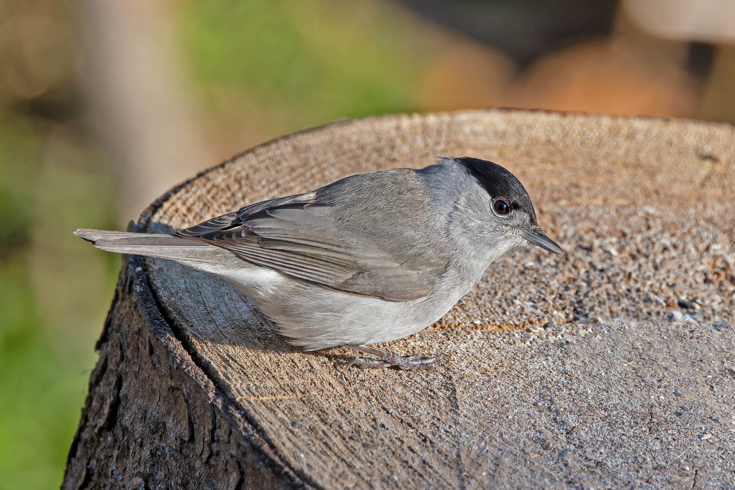The first bird race ever - Nature Observation