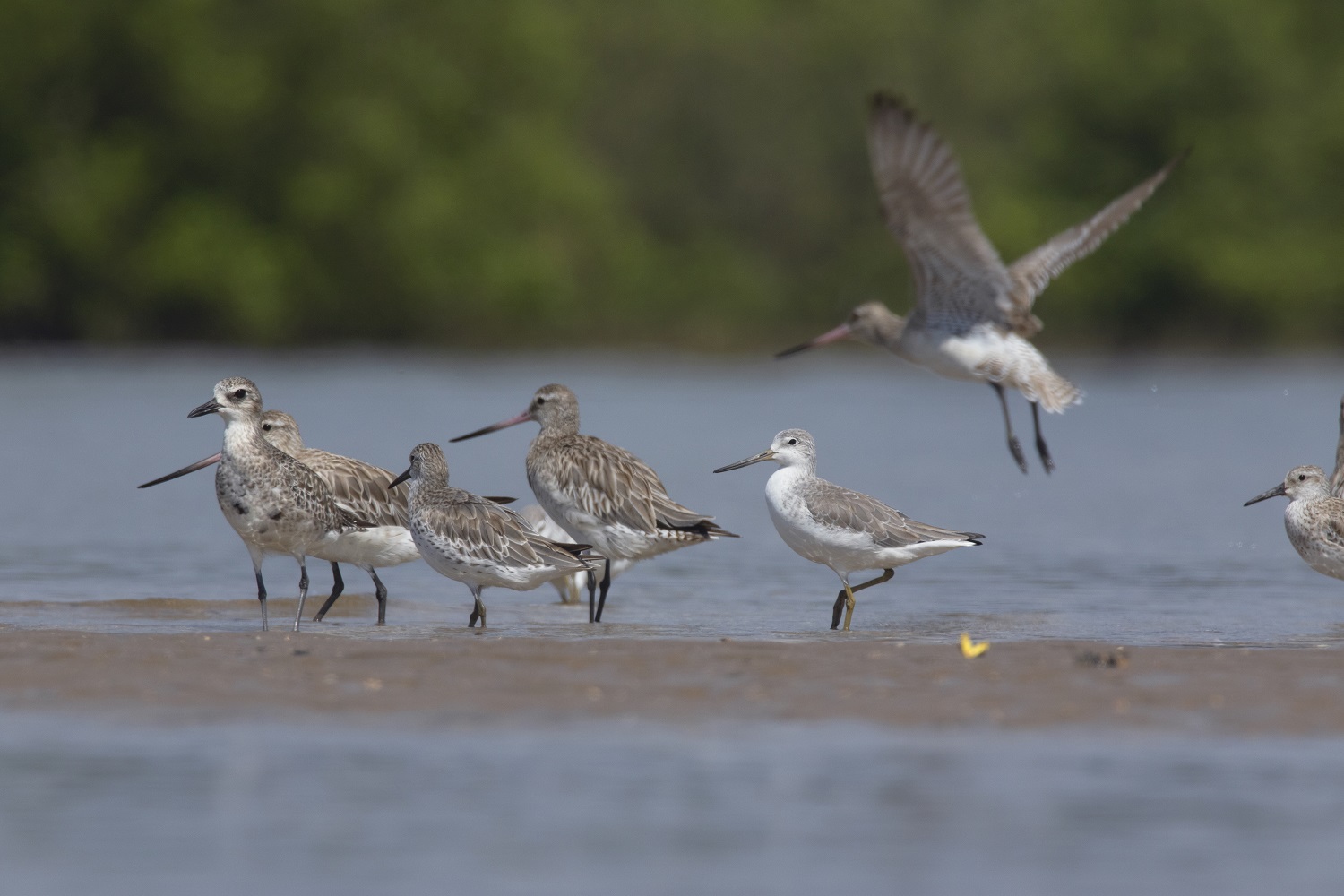 BirdLife International and ZEISS work to save the last of its kind: The ...