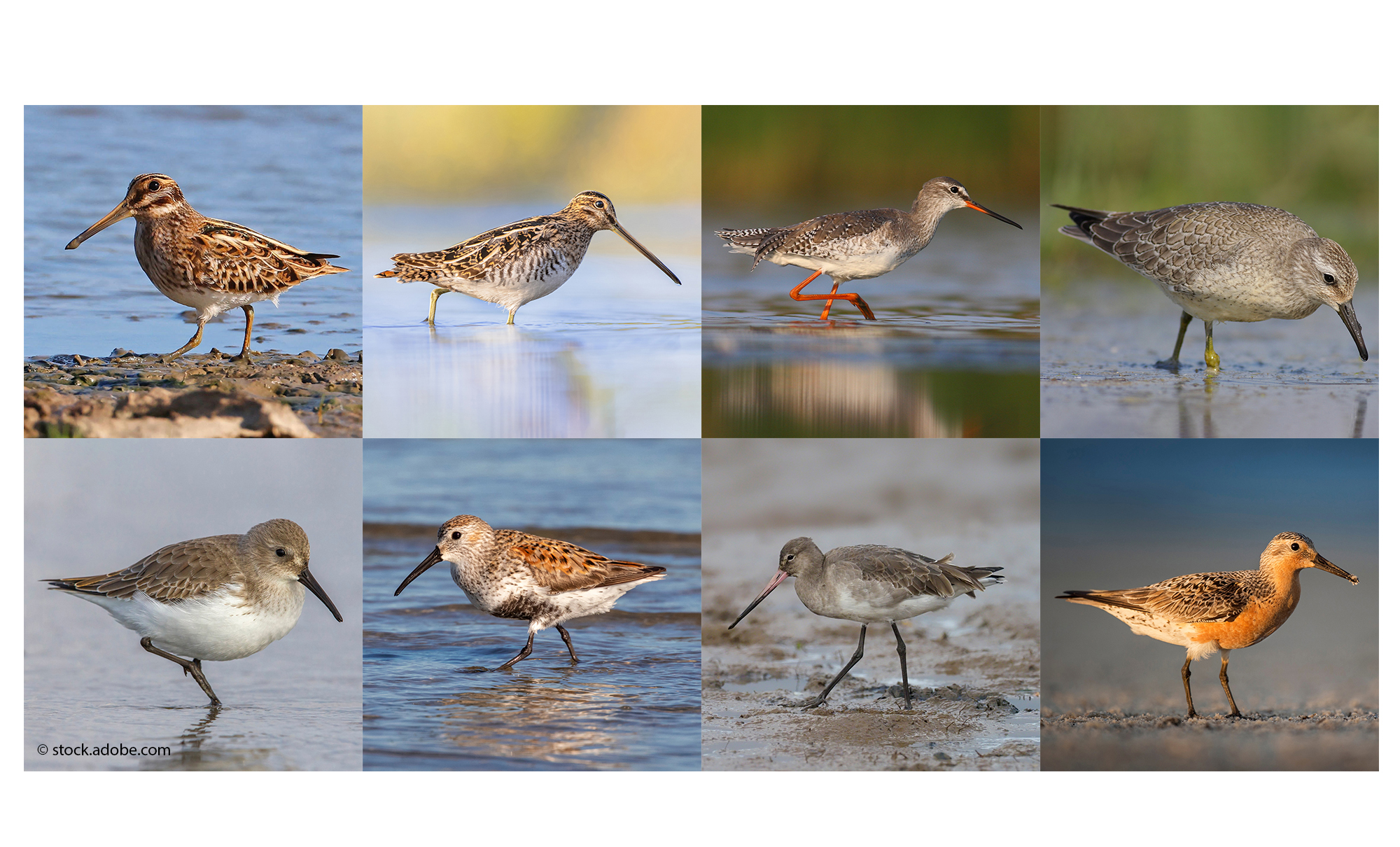 Overview of Common European Waders - Nature Observation