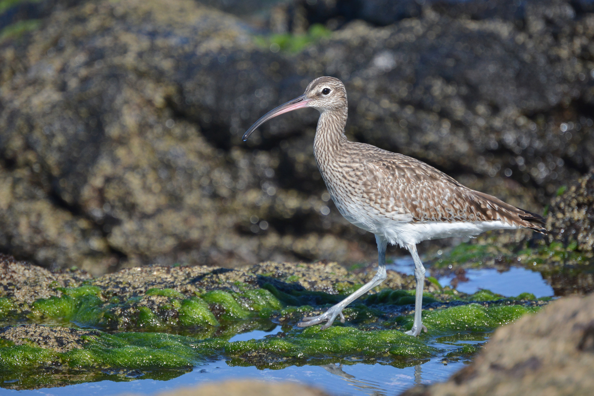 Identification of Curlews - Nature Observation