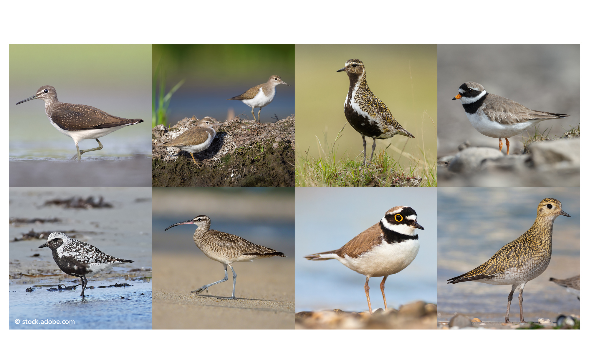 Overview of Common European Waders - Part 2 - Nature Observation