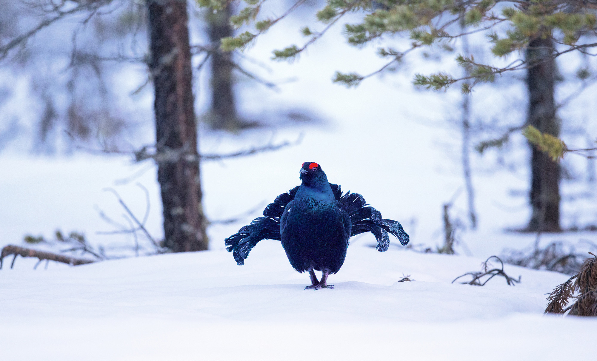 ZEISS Gift Guide - Nature Observation