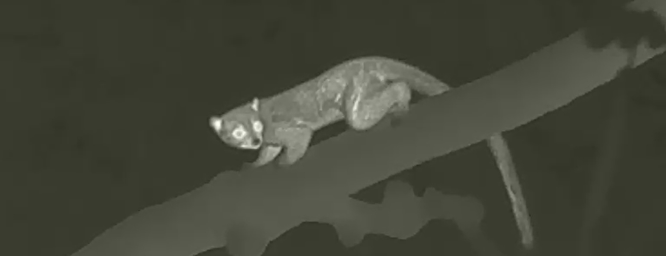 Reaching 1,000 with the ZEISS DTI - Nature Observation