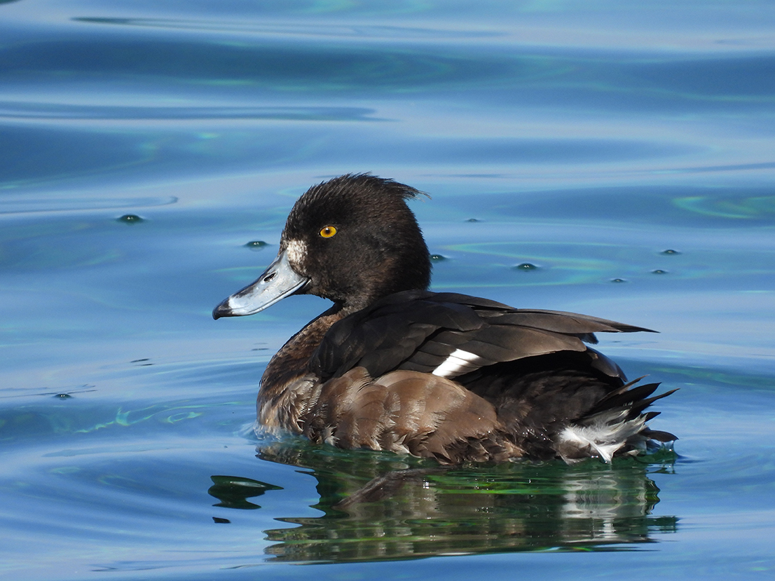 Dynamics in birding: Ferruginous Ducks - Nature Observation