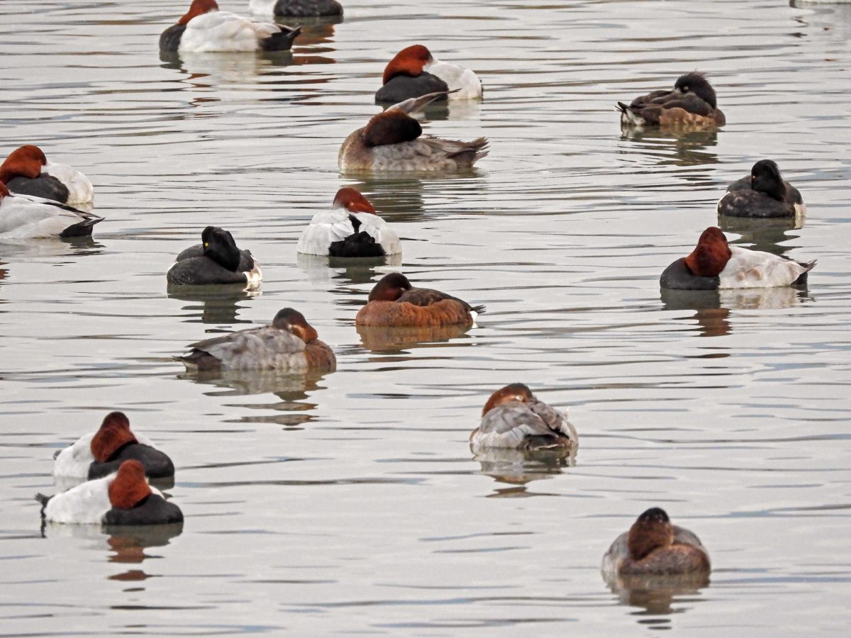 Dynamics in birding: Ferruginous Ducks - Nature Observation