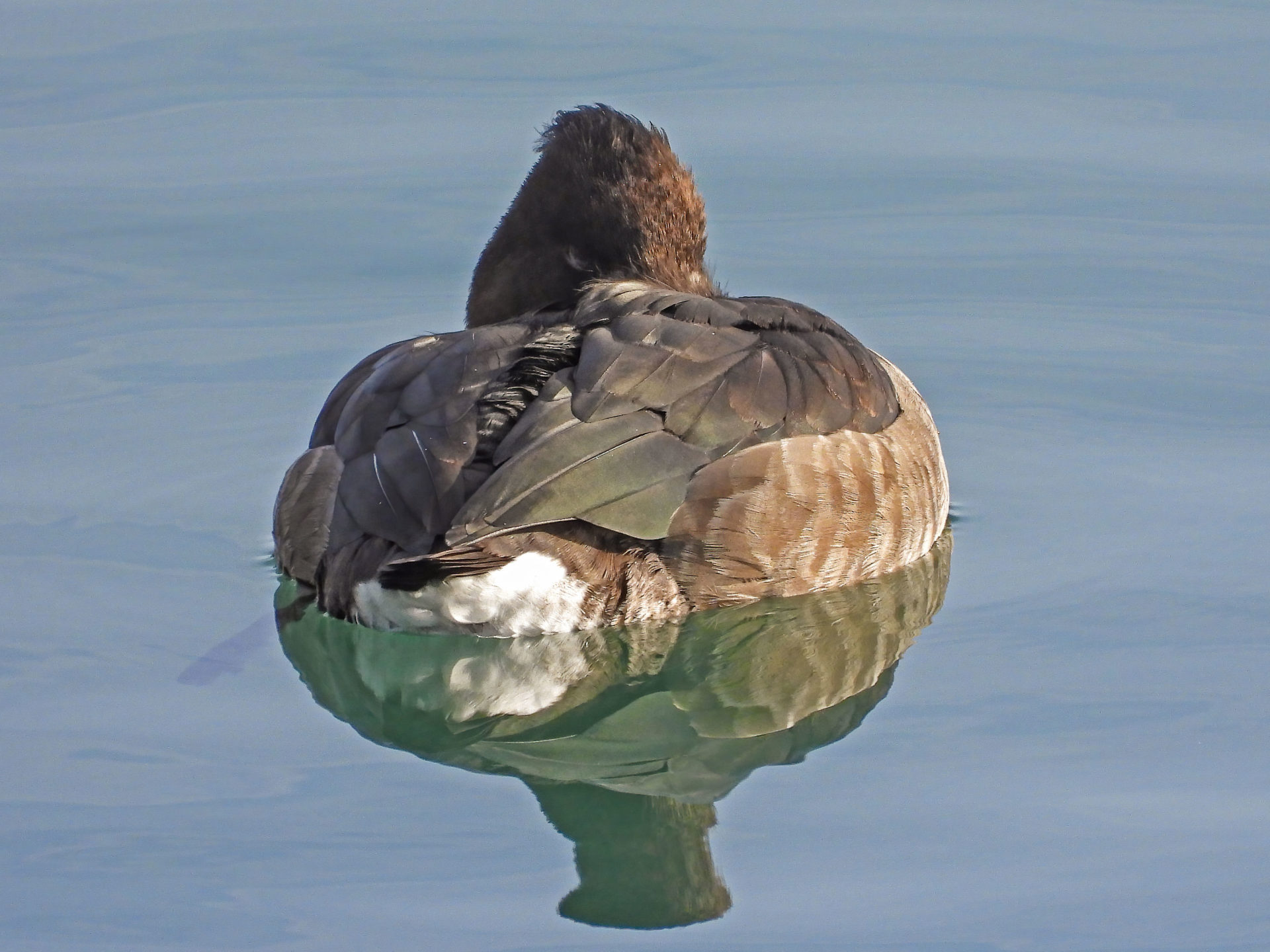 Dynamics in birding: Ferruginous Ducks - Nature Observation