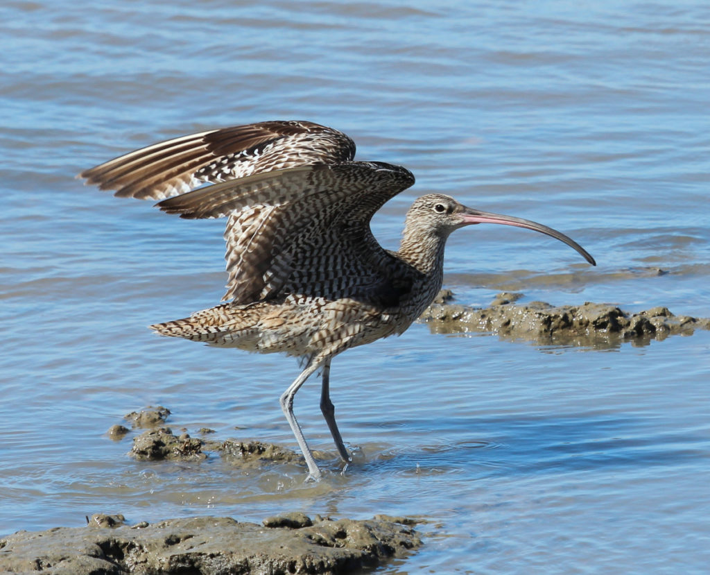 Identification of Curlews - Nature Observation