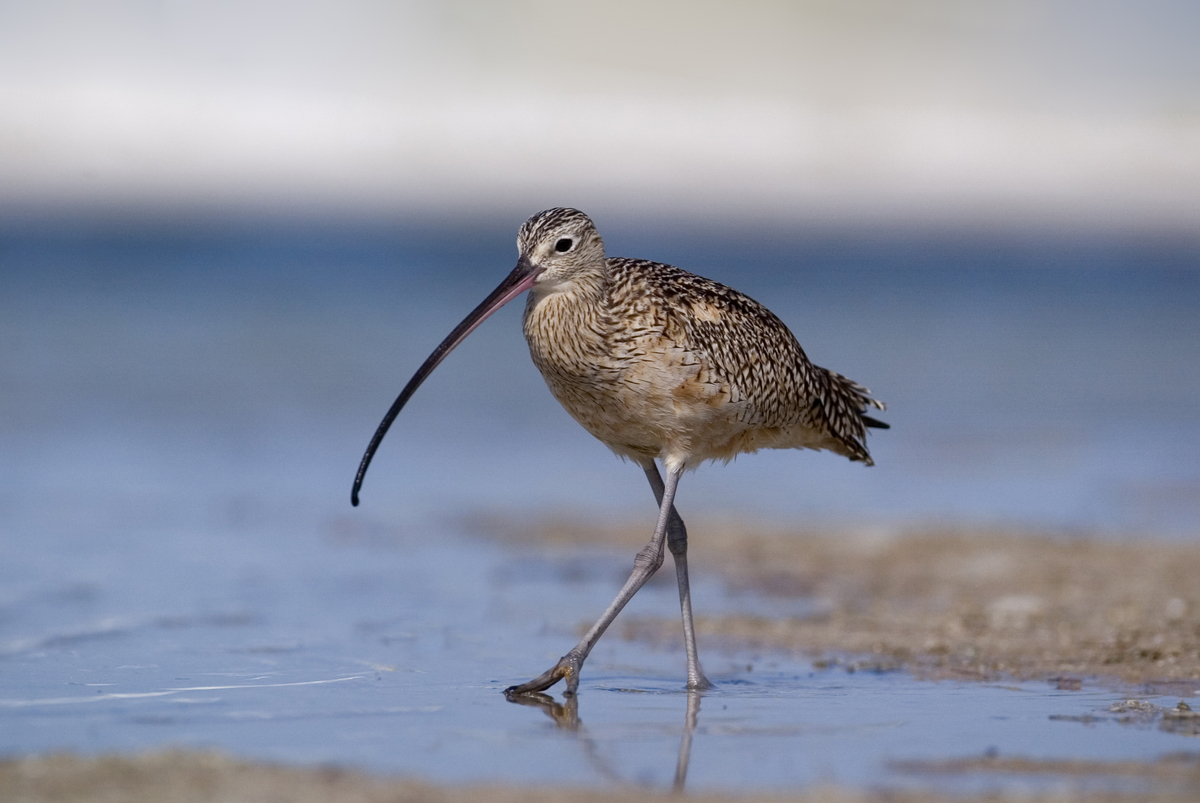Identification of Curlews - Nature Observation