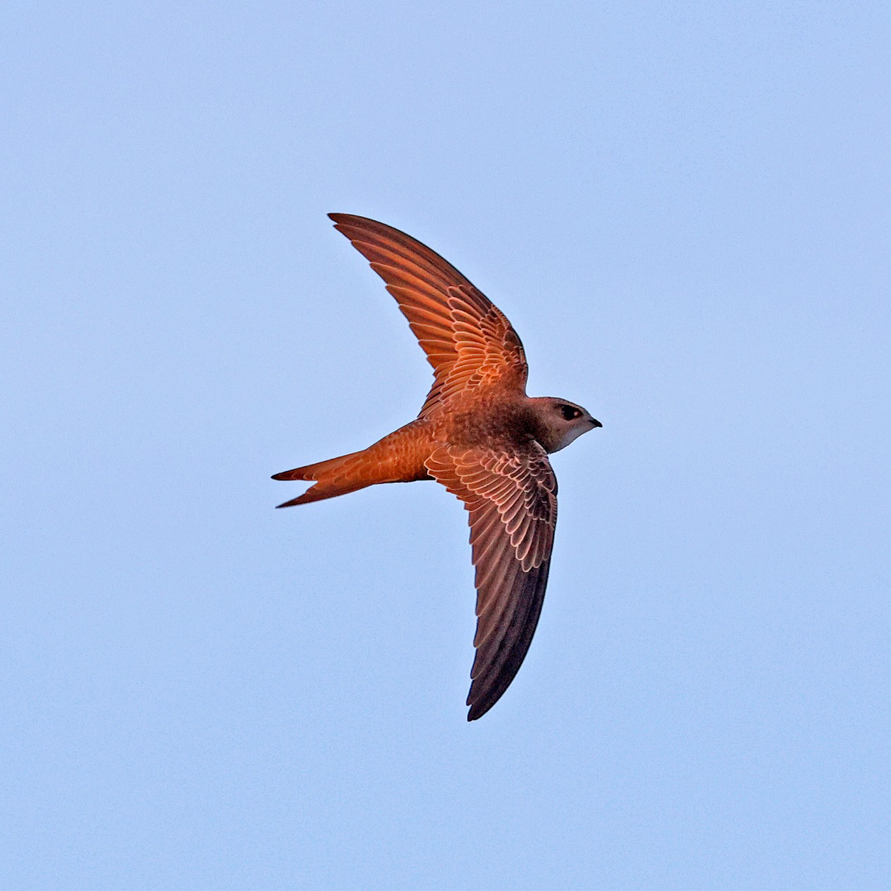 Pallid swifts identification with the ZEISS DTI 3 - Nature Observation