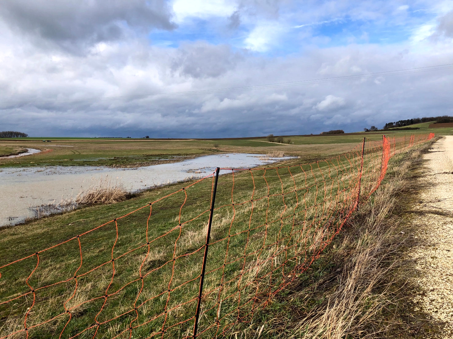 Lapwing protection in the Ostalbkreis region - Nature Observation