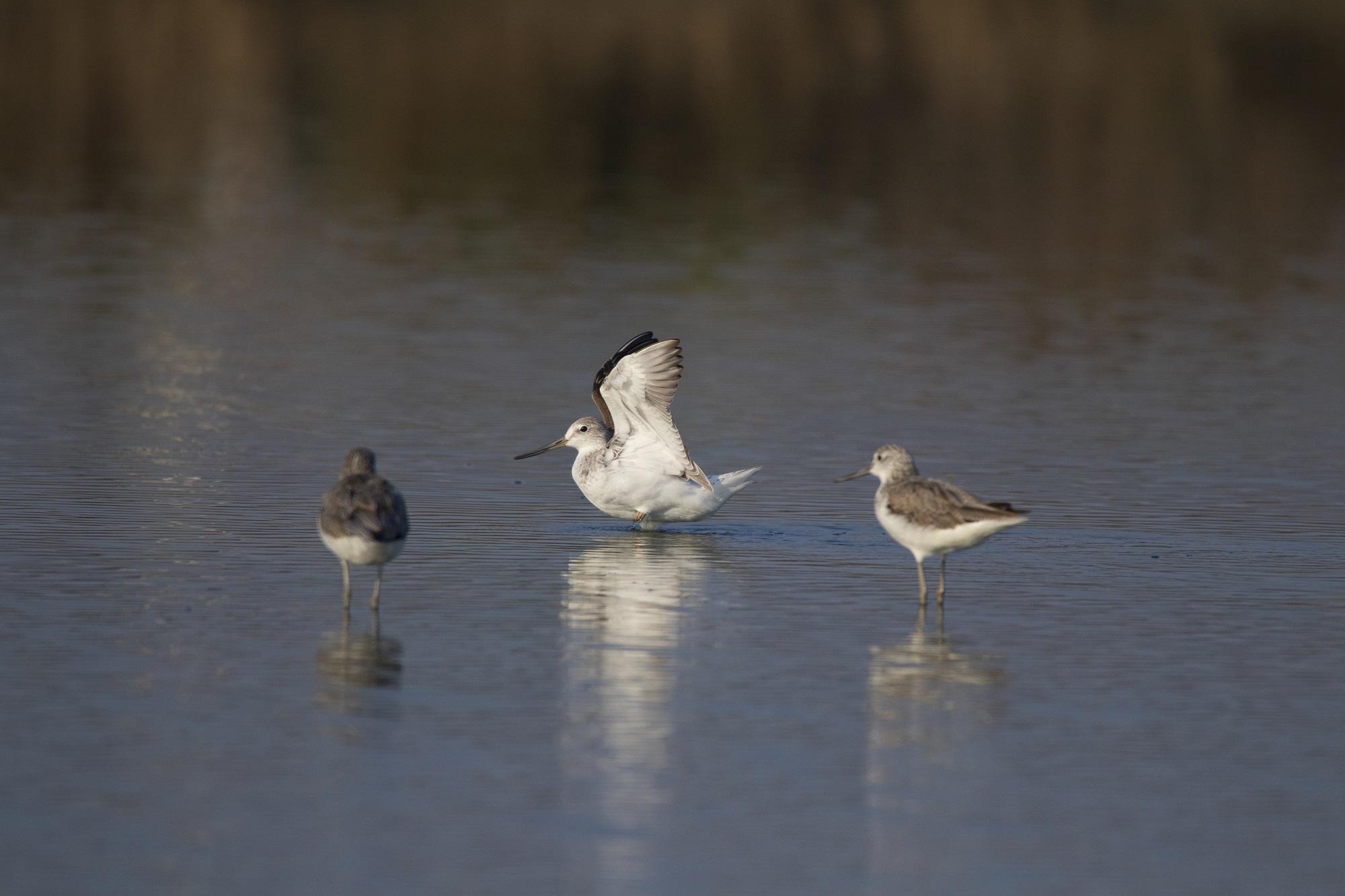 Securing the wintering grounds of the endangered Spotted Greenshank ...