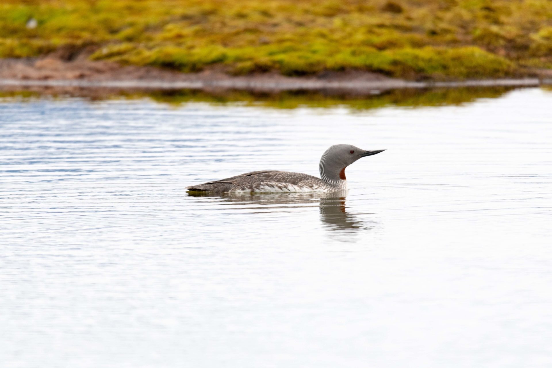 Unforgettable Arctic Adventure: The Majesty of the North with ZEISS SFL ...