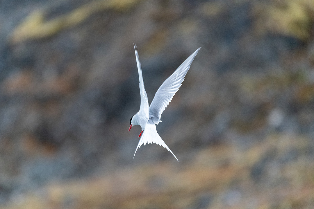 Unforgettable Arctic Adventure: The Majesty of the North with ZEISS SFL ...
