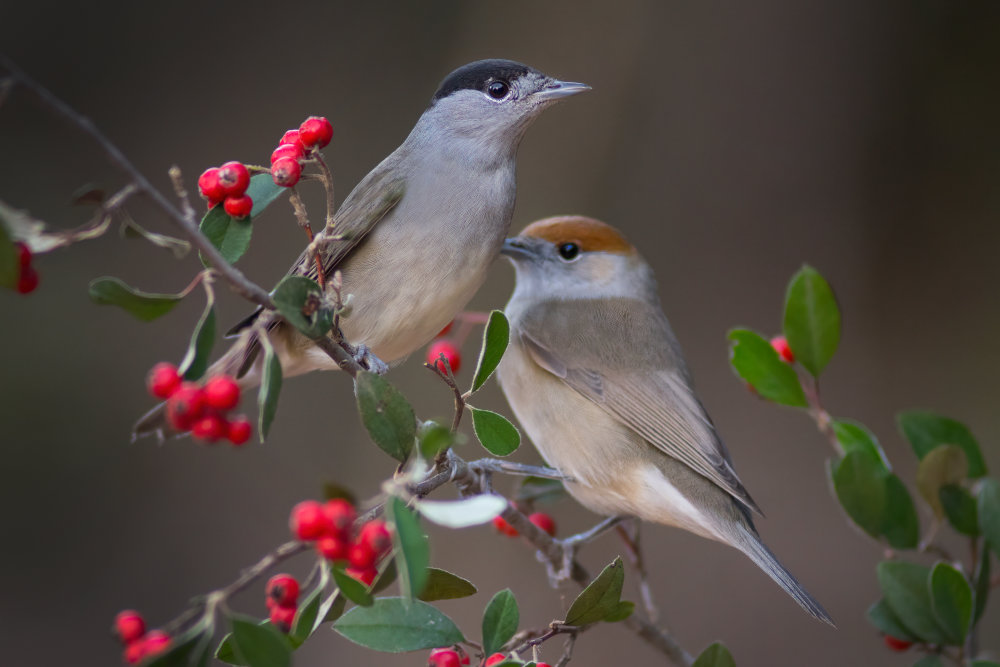 Unlocking the secrets of Warblers: A guide to identification and ...