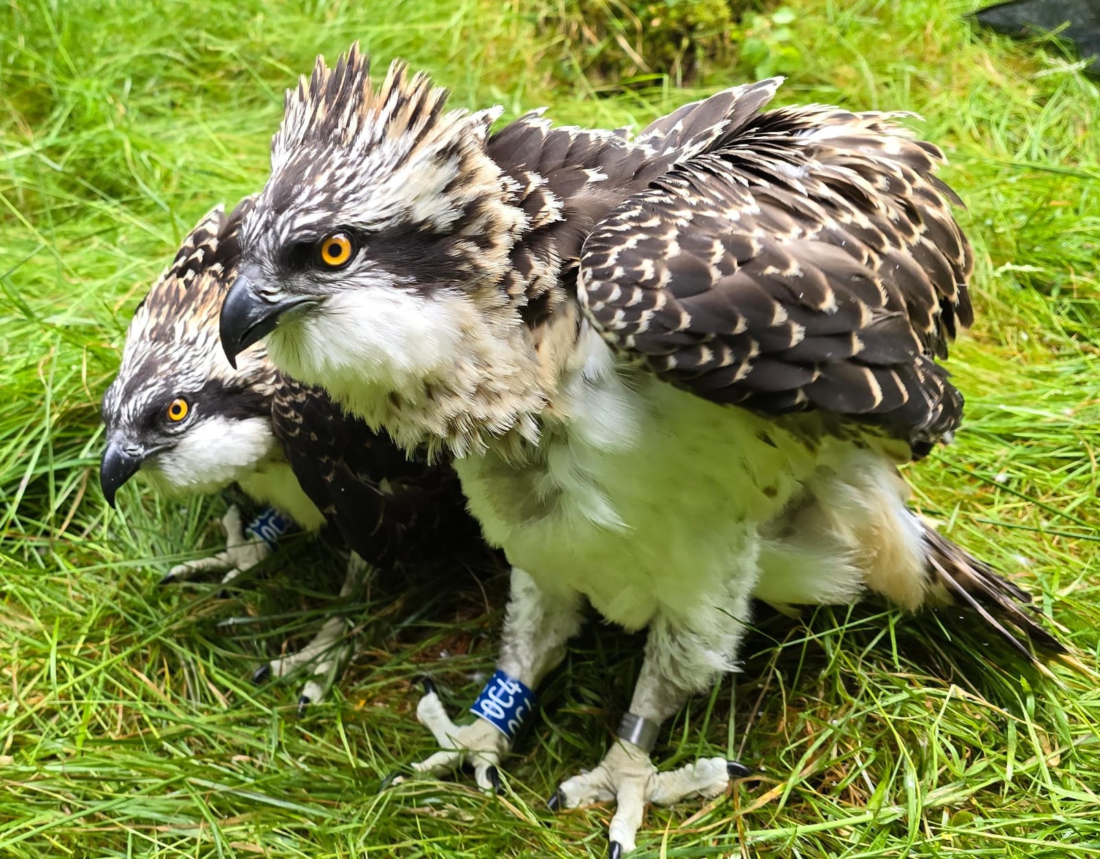 Capturing the Journey: How ZEISS Trail Cameras aid Osprey Conservation