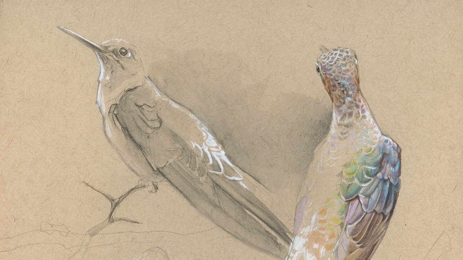 Catherine's Corner - Giant Hummingbirds - Nature Observation