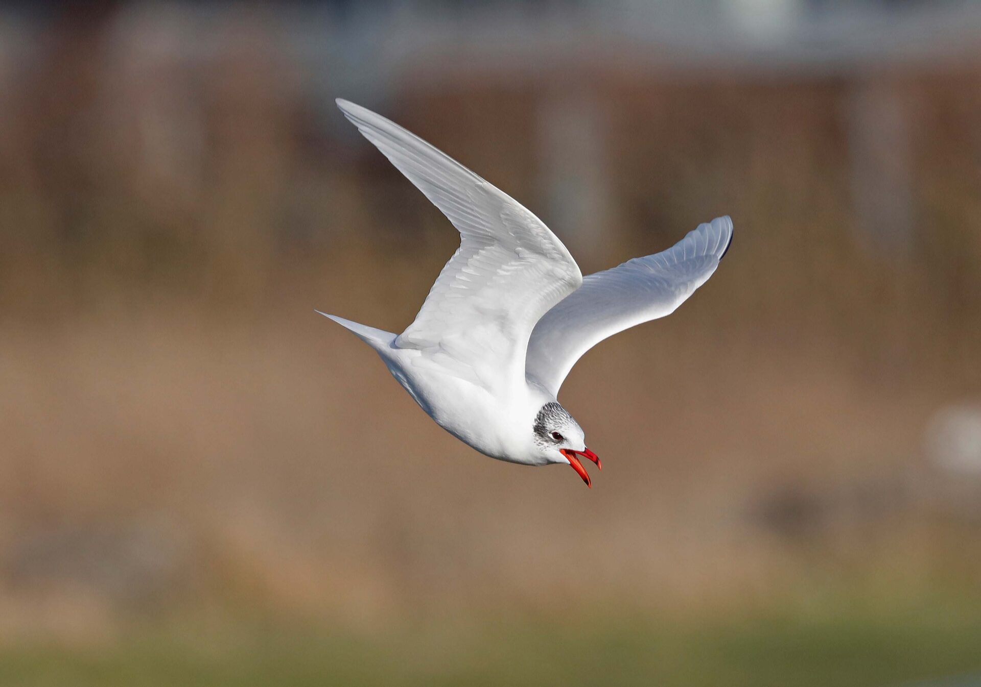 Light as a Feather, Sharp as a Razor: Henrik Knutsen Reviews the ZEISS ...