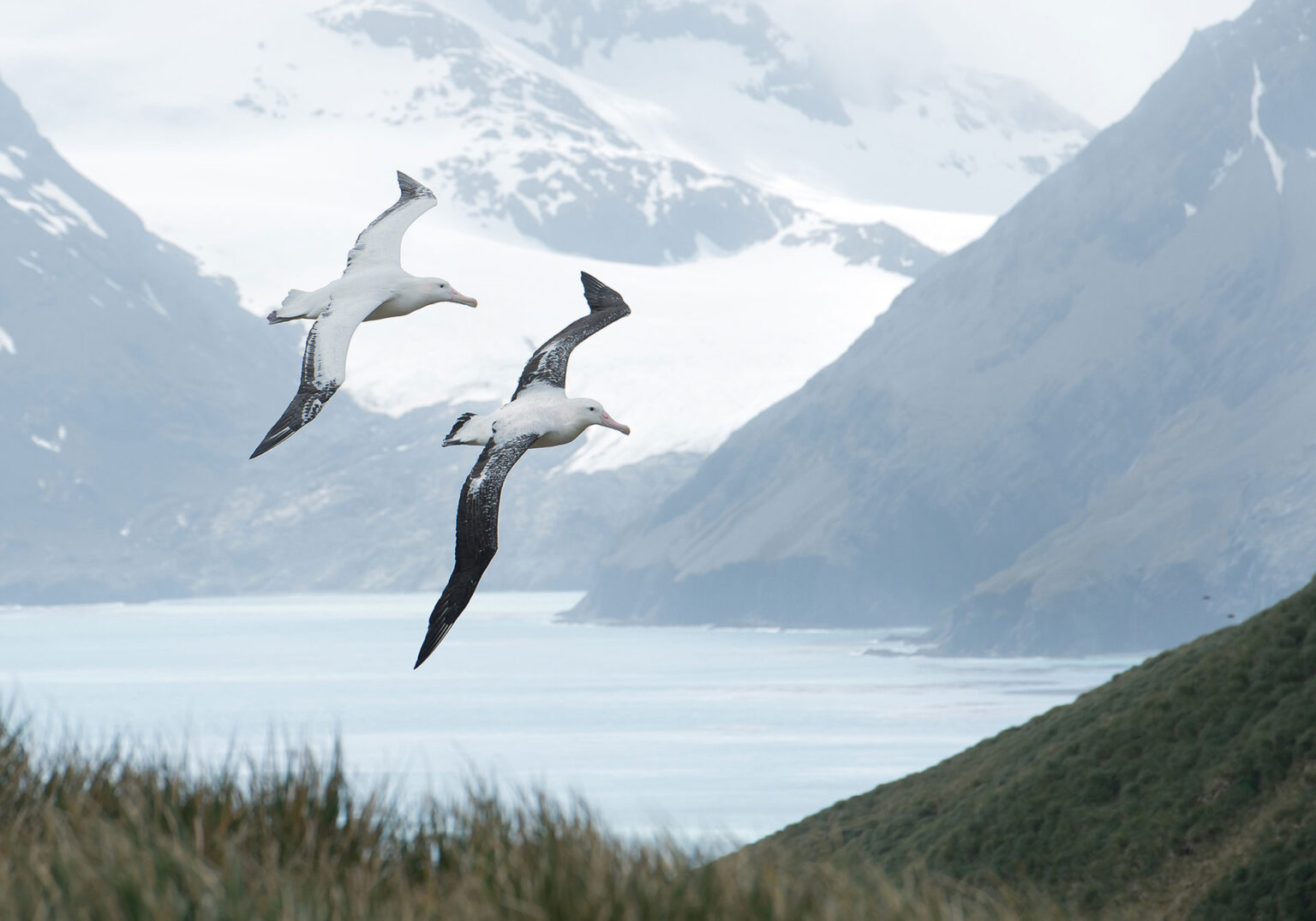 The Snowy Albatross: Nature’s Feathered Fisherman - Nature Observation