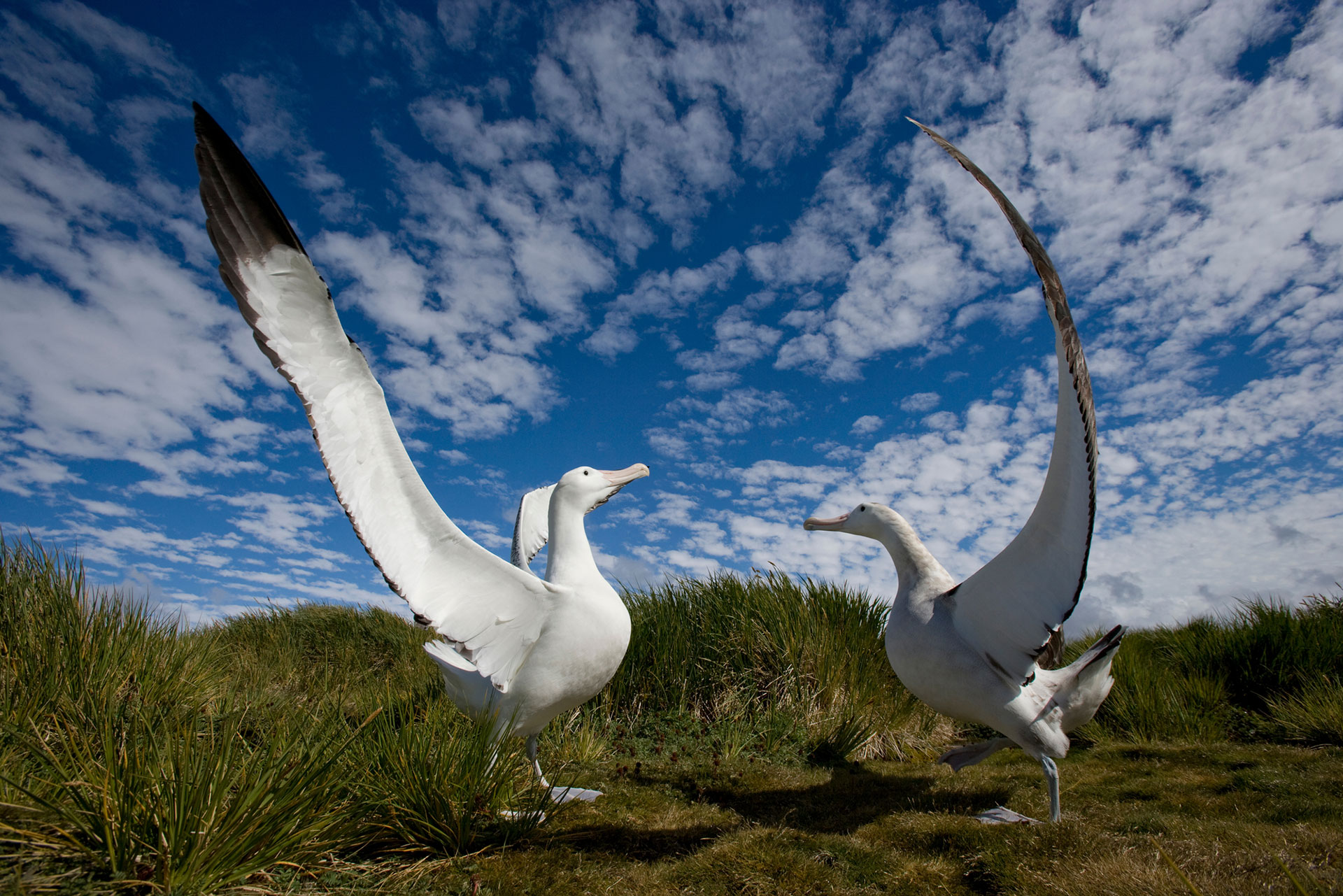 The Snowy Albatross: Nature’s Feathered Fisherman - Nature Observation