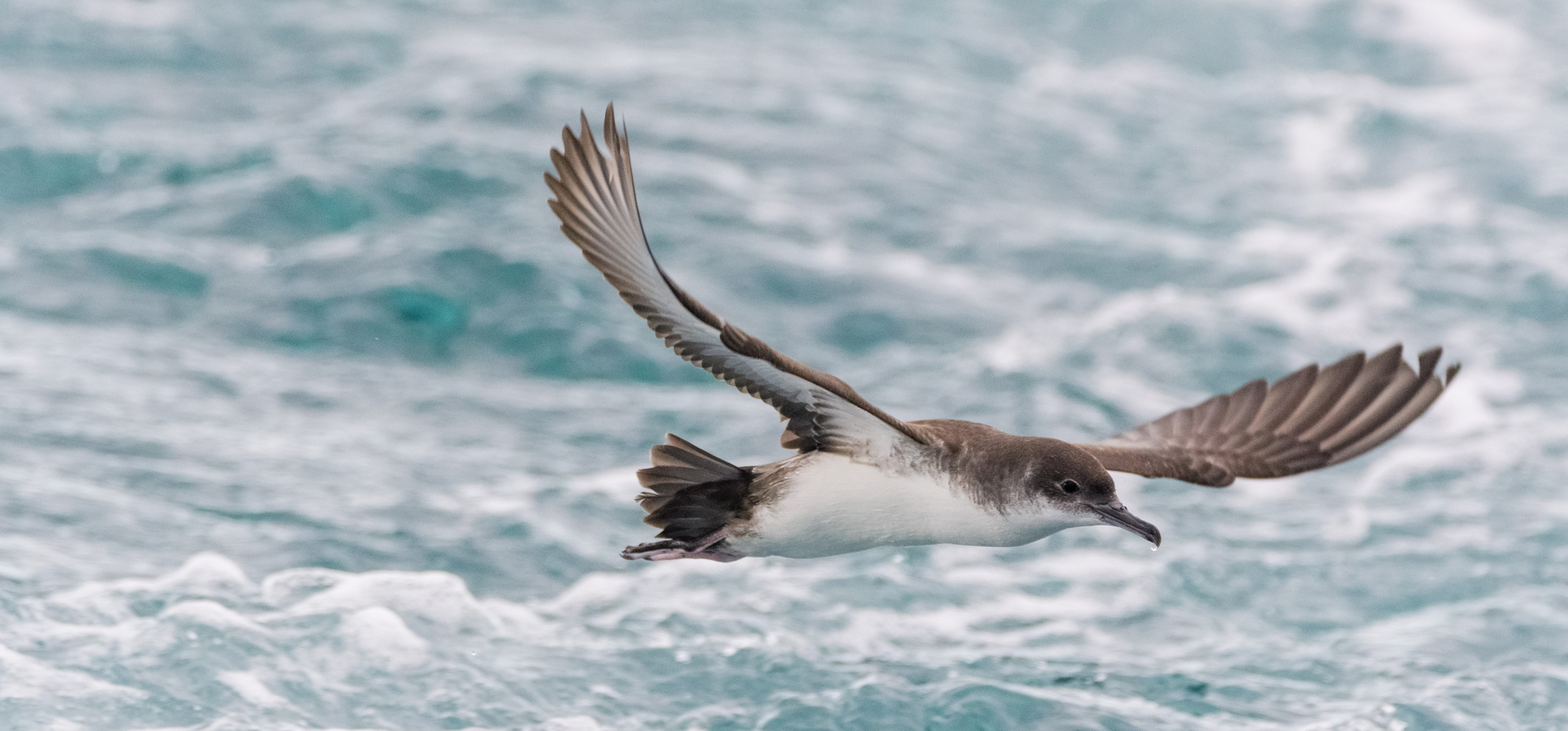 Wings over Water: the Secrets of Seabird Navigation - Nature Observation