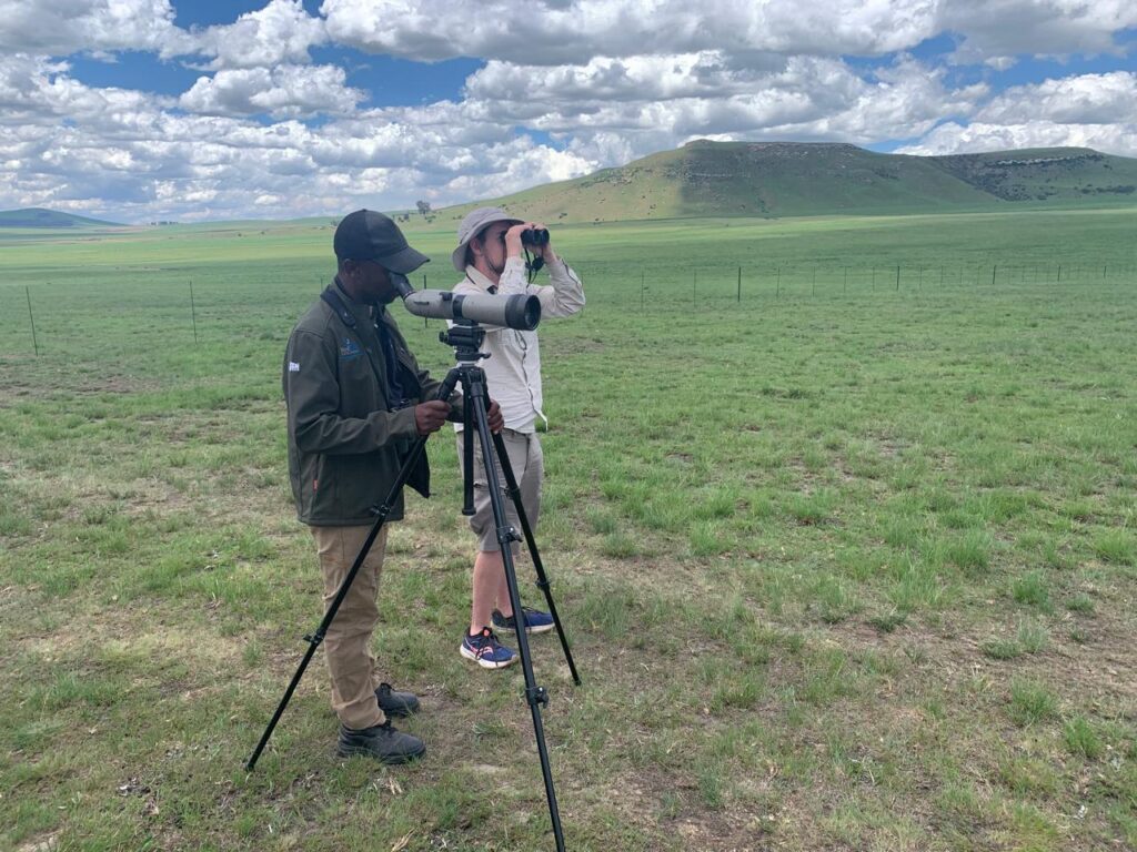 Botha’s Lark: South Africa’s Most Endangered Bird - Nature Observation