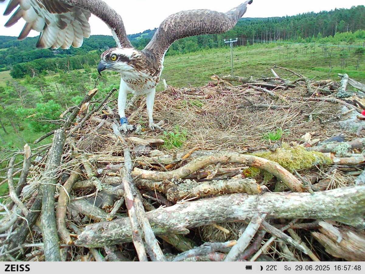 Exciting Developments for breeding Ospreys in Northern England: A Look ...