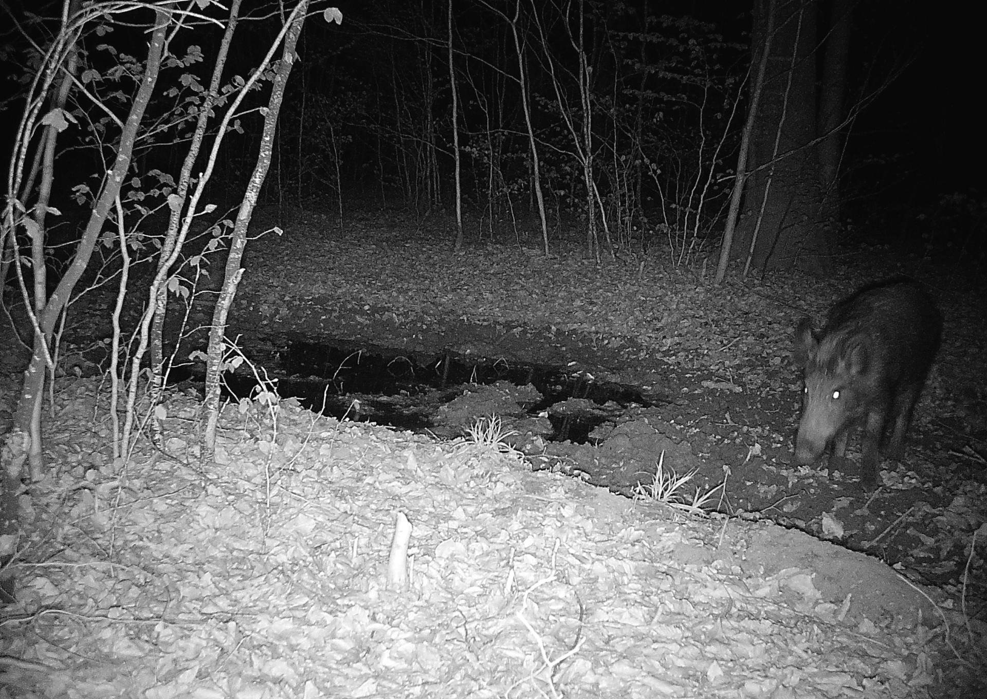 How Does the "Color the Night" Feature Revolutionize AI-Supported Trail ...