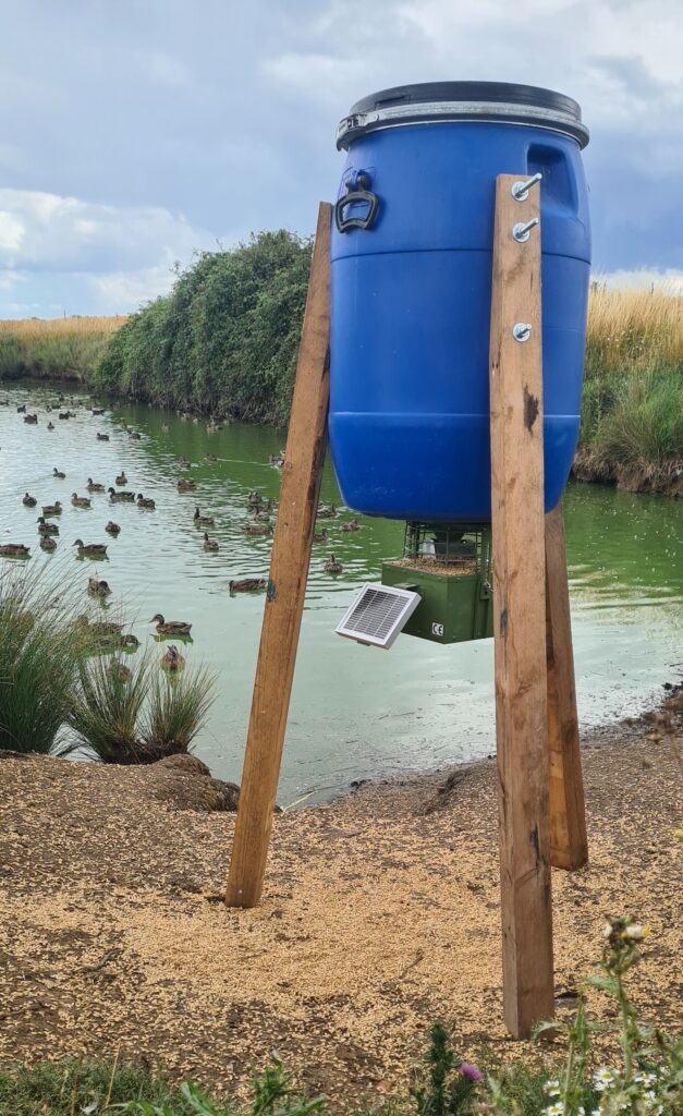 My First Season Running a Duck Shoot - Hunting